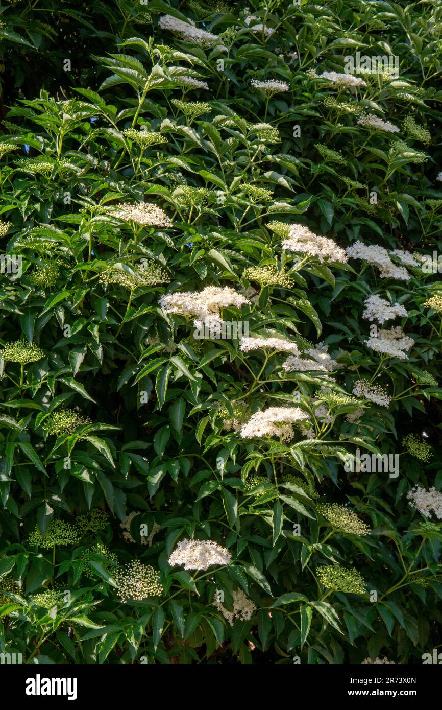 European elder hi-res stock photography and images - Alamy