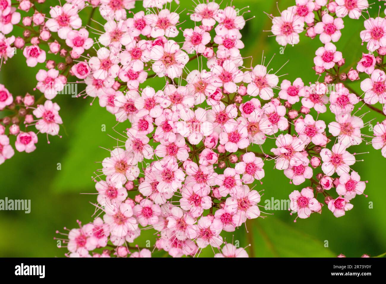 Japanese spirea little princess hi-res stock photography and images - Alamy