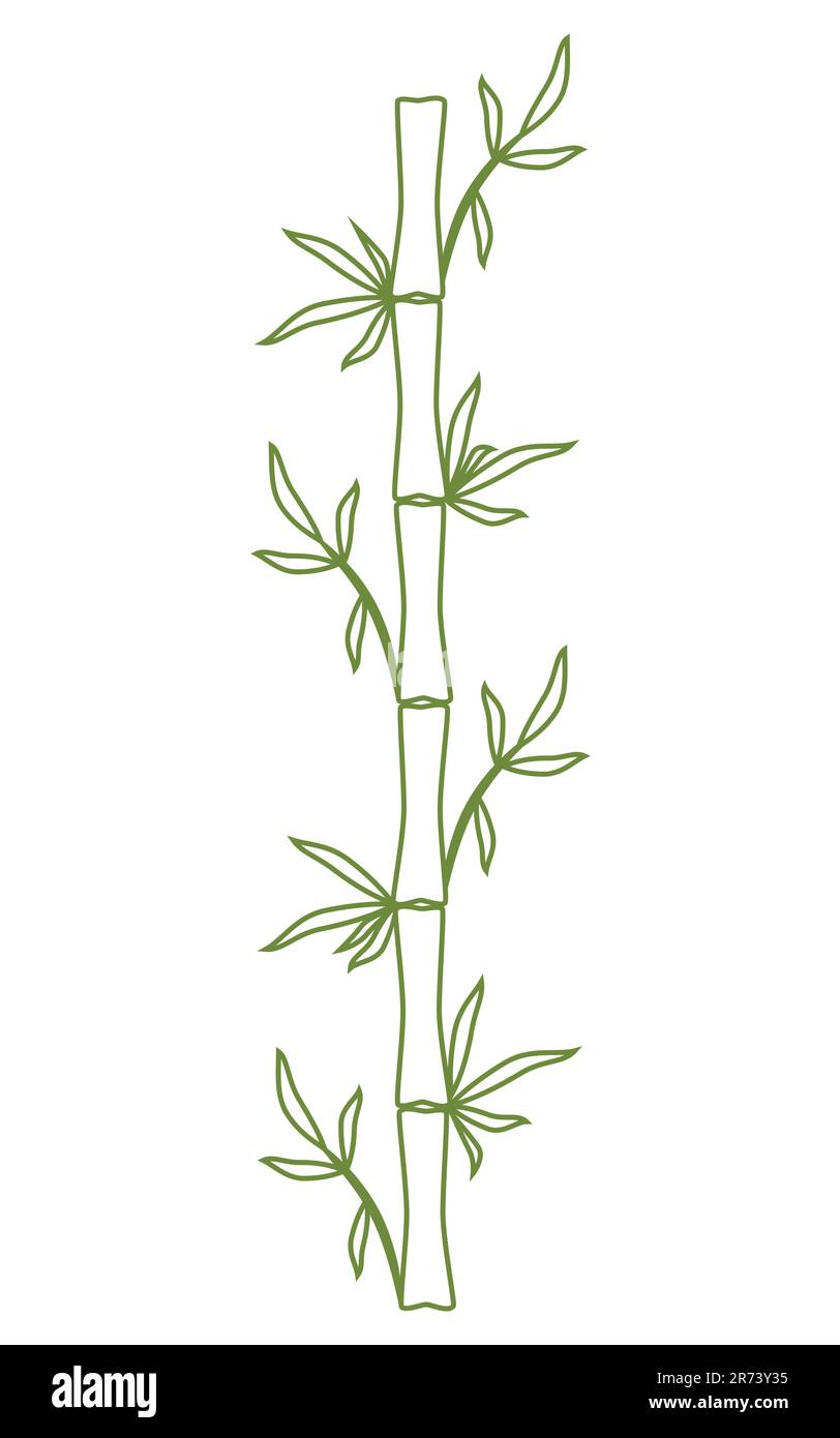 Bamboo stem and leaves Green outline Hand drawn vector illustration ...