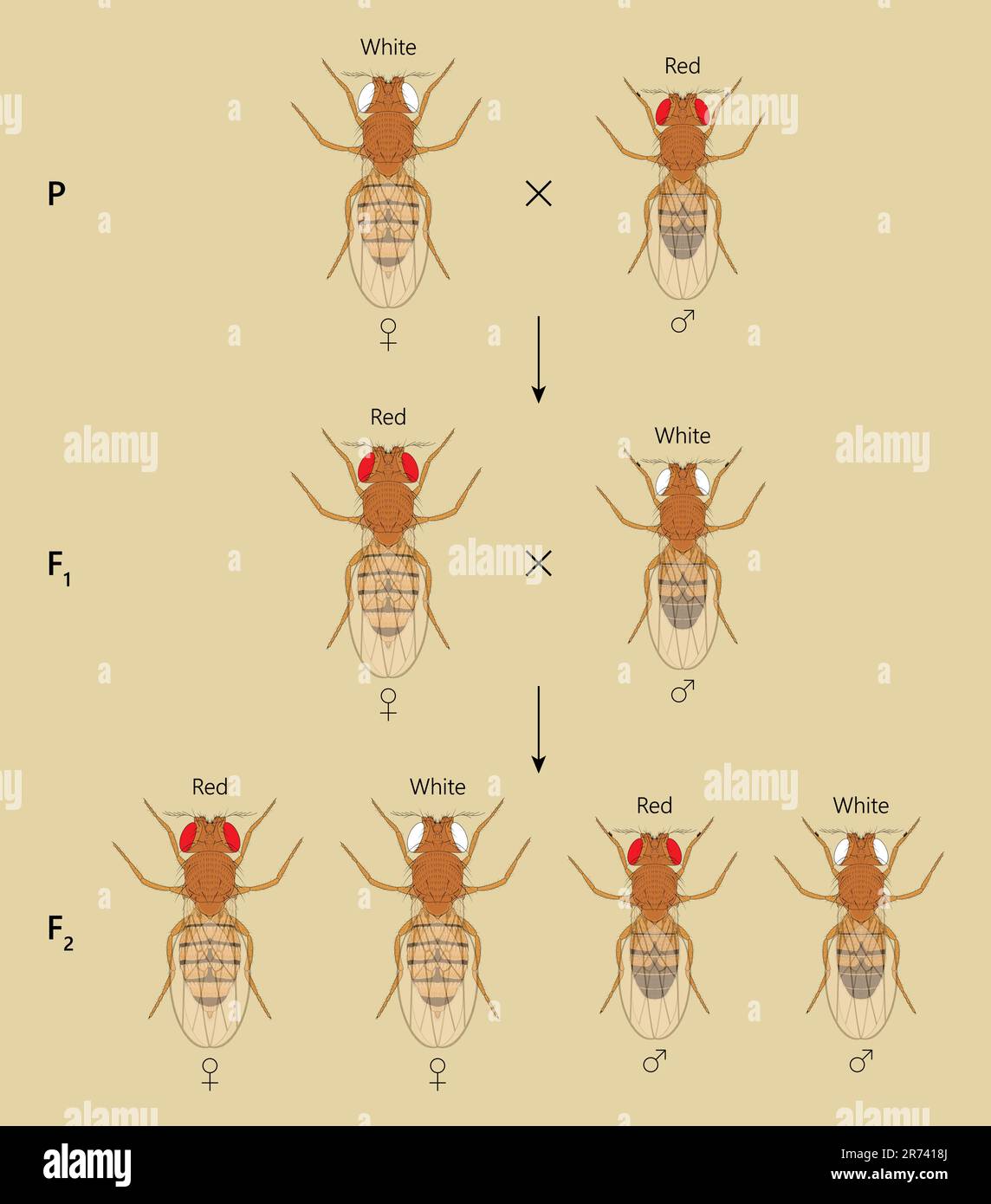 Difference Between Male And Female Fruit Flies