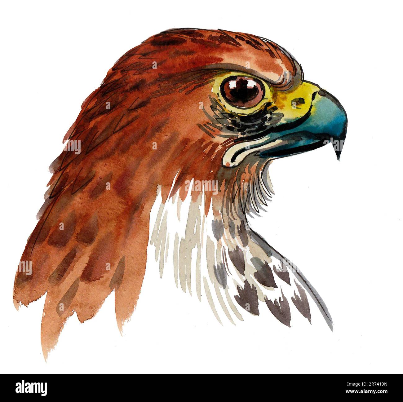 Falcon bird head. Ink and watercolor drawing Stock Photo - Alamy