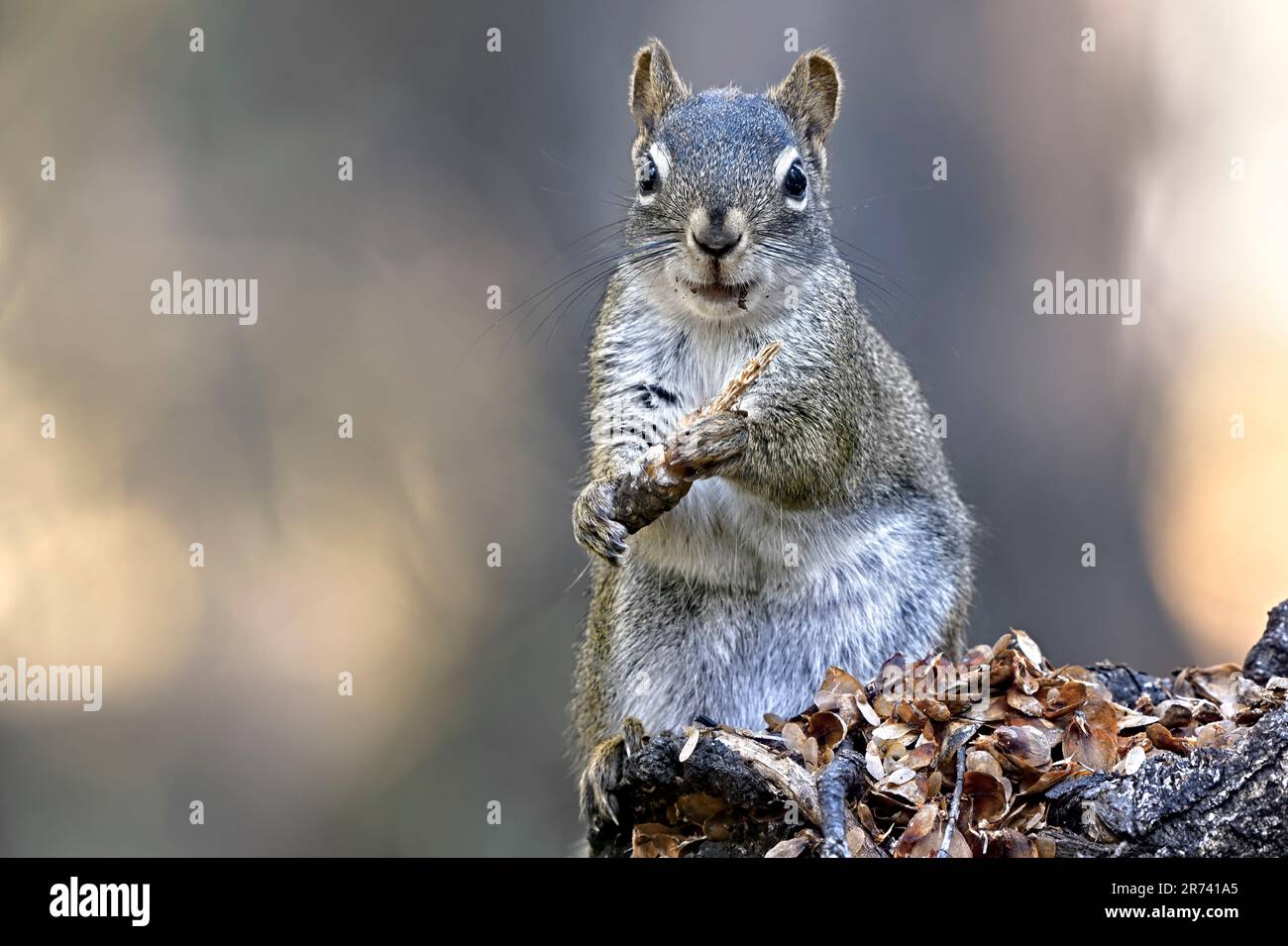 A wild red squirrel " Tamiasciurus hudsonicus", standing looking ...