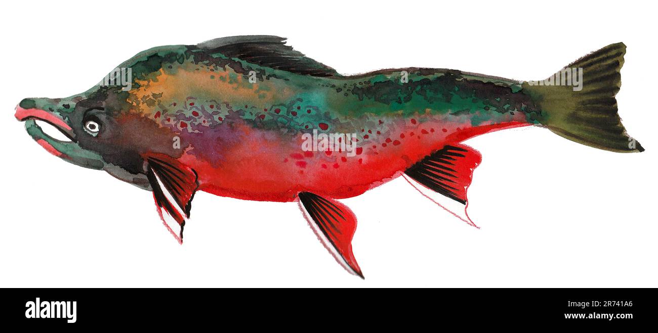 Wild salmon fish. Ink and watercolor drawing Stock Photo - Alamy