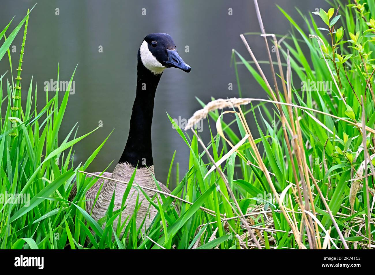 Tall goose hi-res stock photography and images - Alamy