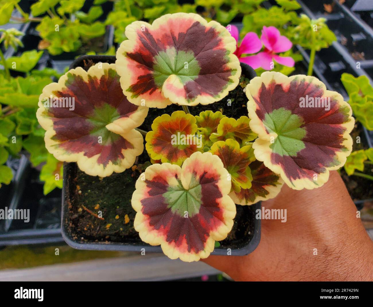 Variegated leaf geranium hi-res stock photography and images - Alamy