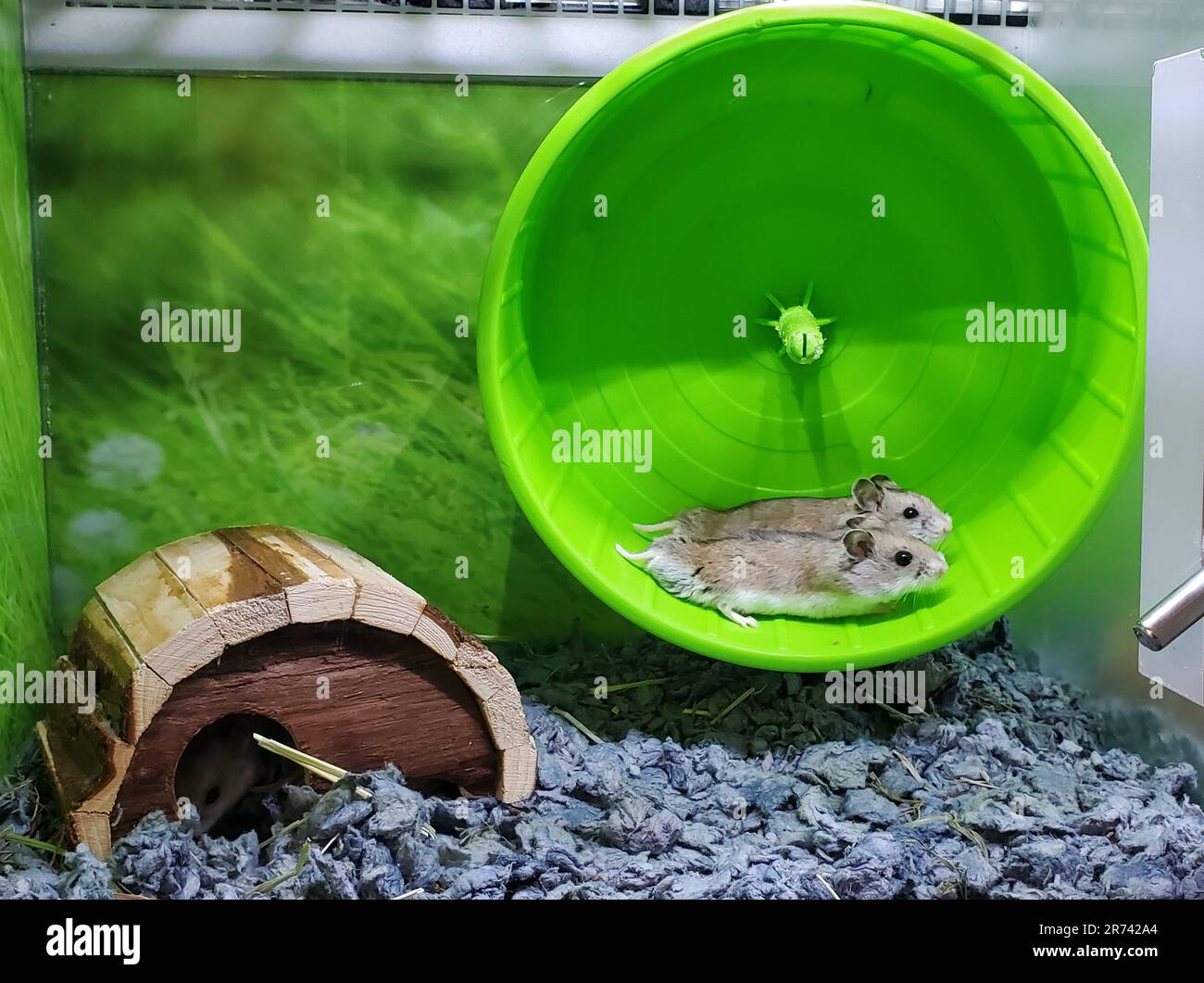 Chinese Dwarf Hamster Cage