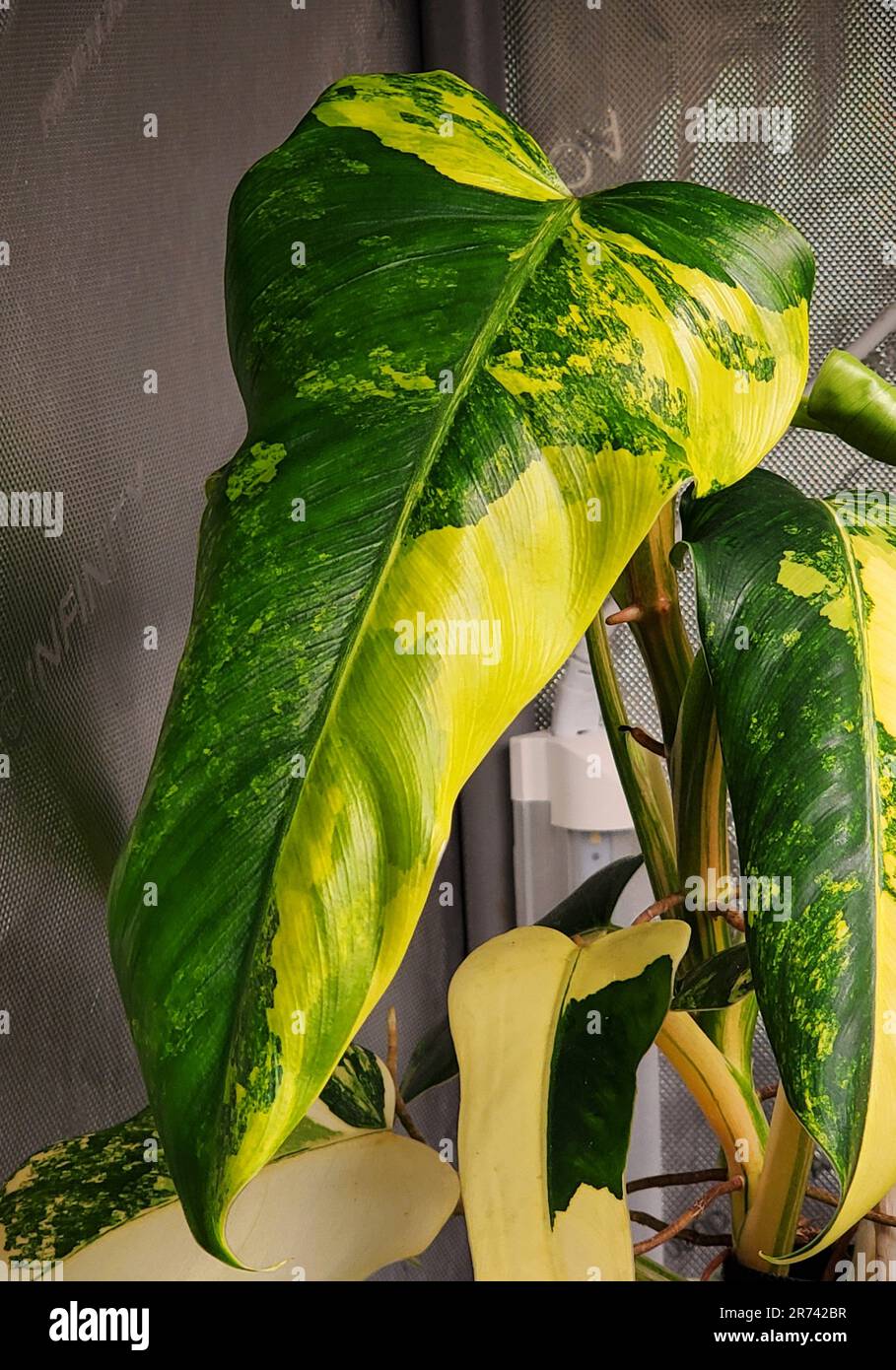 Beautiful yellow and green leaves of Philodendron Domesticum Variegated ...