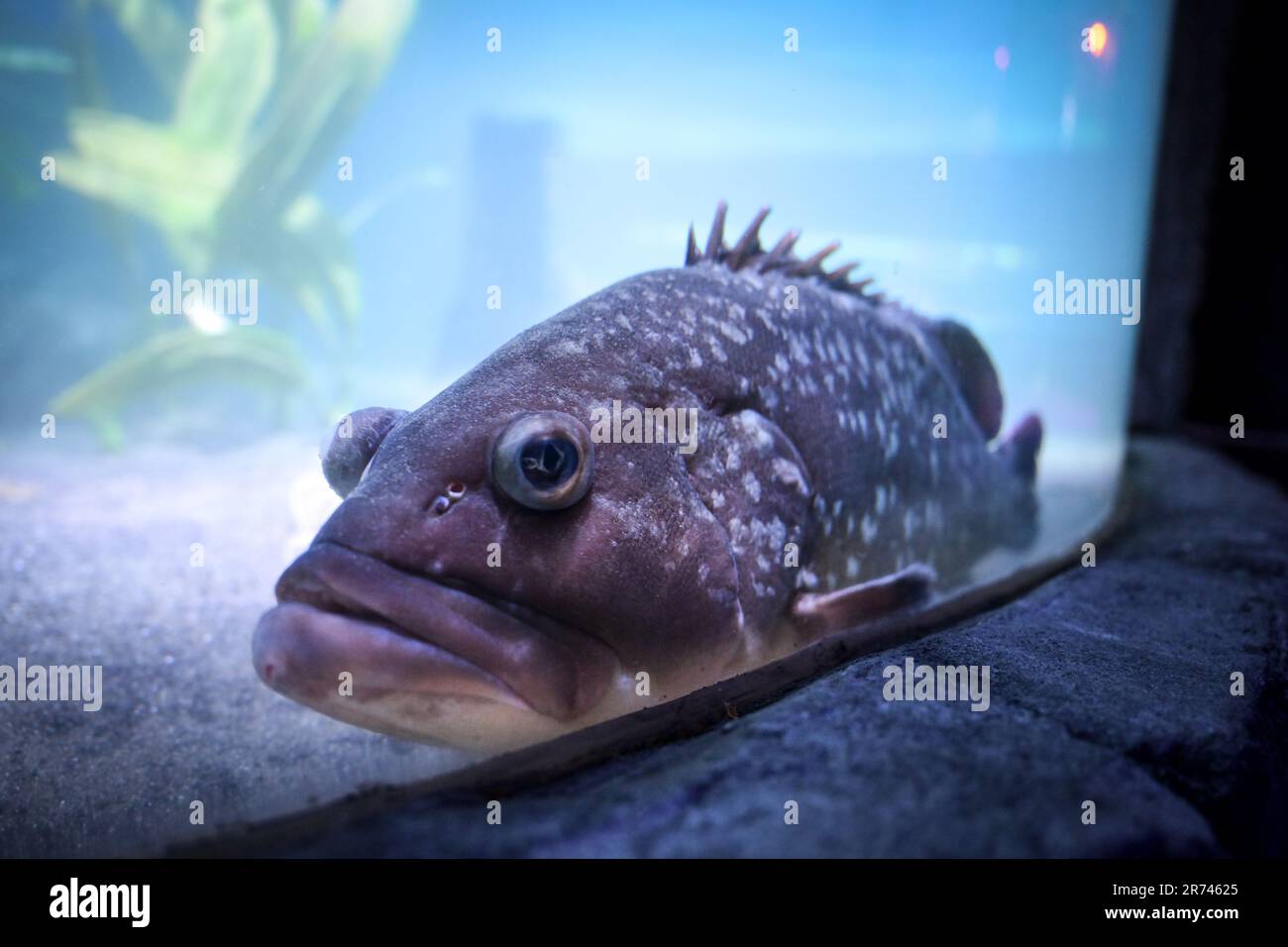 Konstanz Am Bodensee, Germany. 12th June, 2023. A grouper swims in the ...