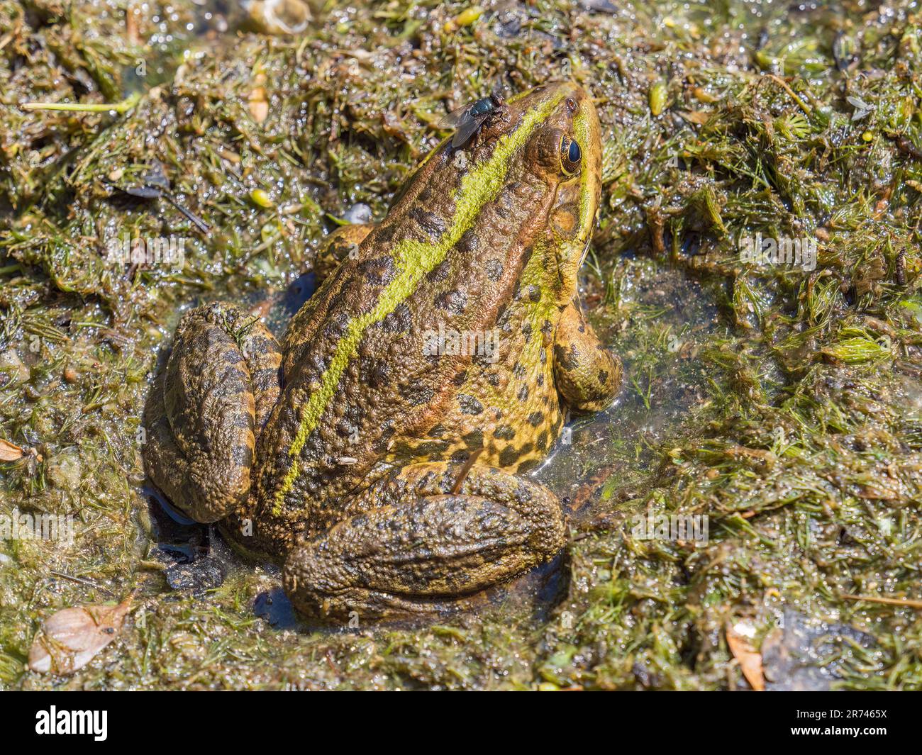 A large green frog with puffy cheeks sits in the marsh Stock Photo - Alamy
