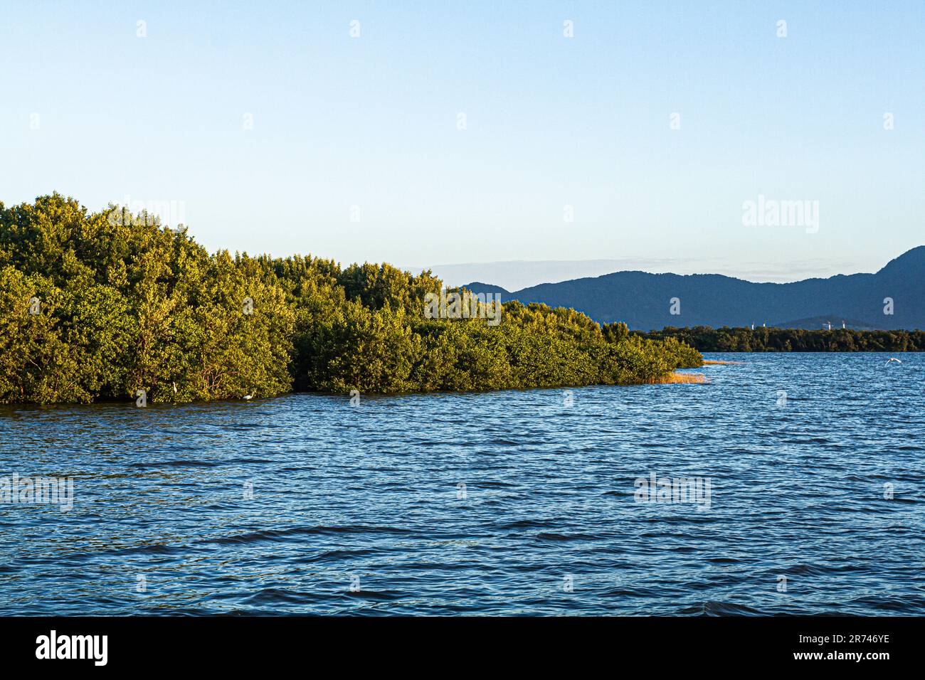 Vegetation seen at Pirajubae Marine Extractive Reserve Stock Photo - Alamy