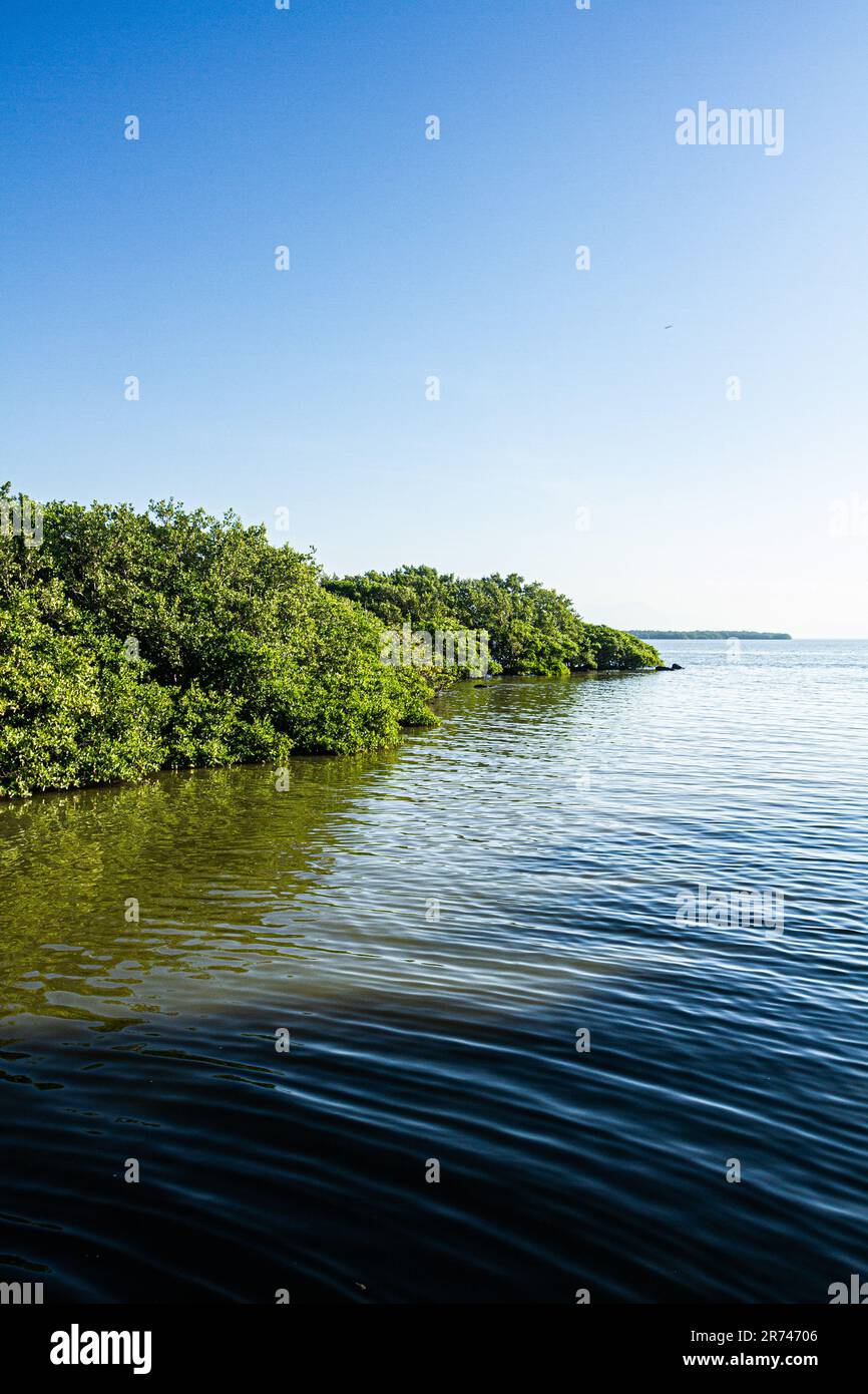 Vegetation seen at Pirajubae Marine Extractive Reserve Stock Photo - Alamy