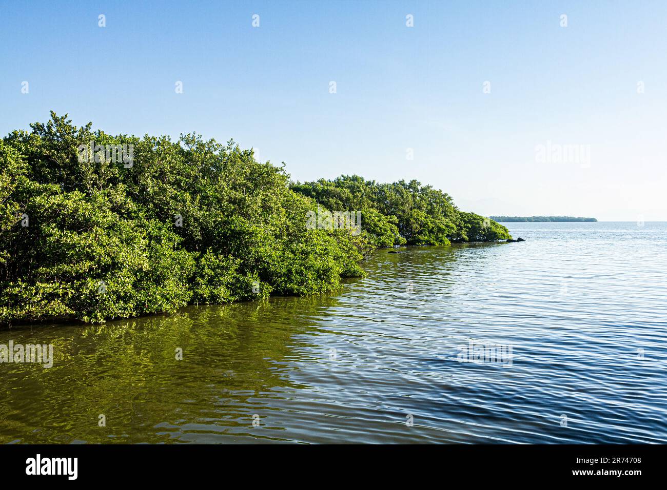 Vegetation seen at Pirajubae Marine Extractive Reserve Stock Photo - Alamy