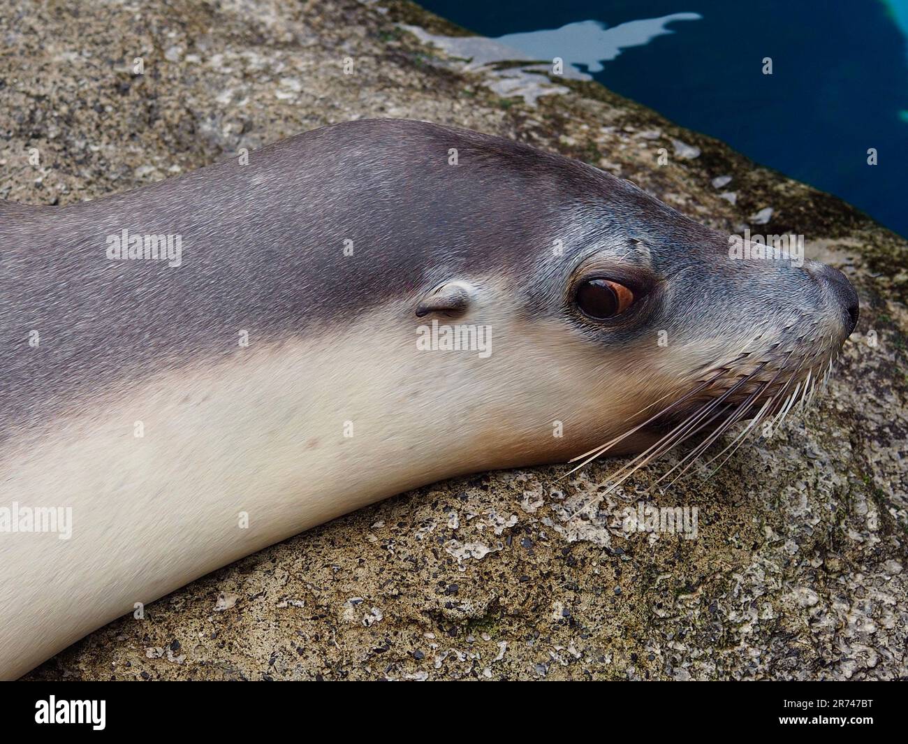 Enchanting lovely female Australian Sea Lion in remarkable beauty Stock ...
