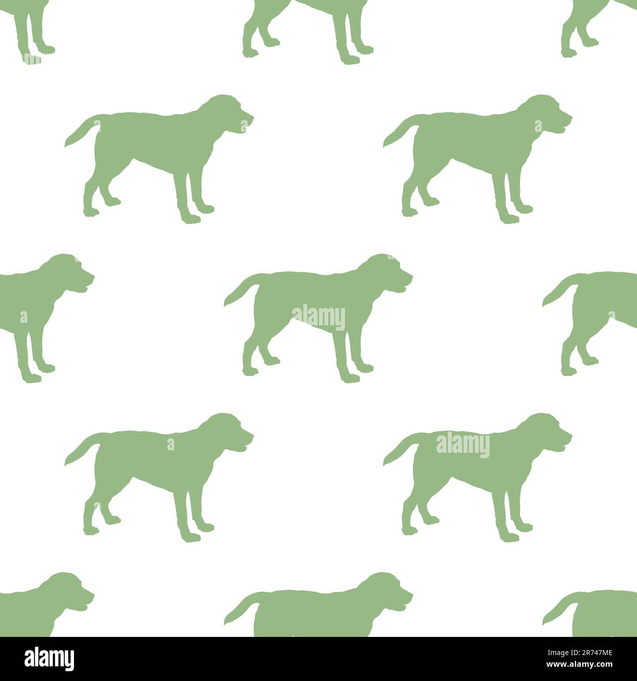 Standing labrador retriever puppy isolated on a white background ...