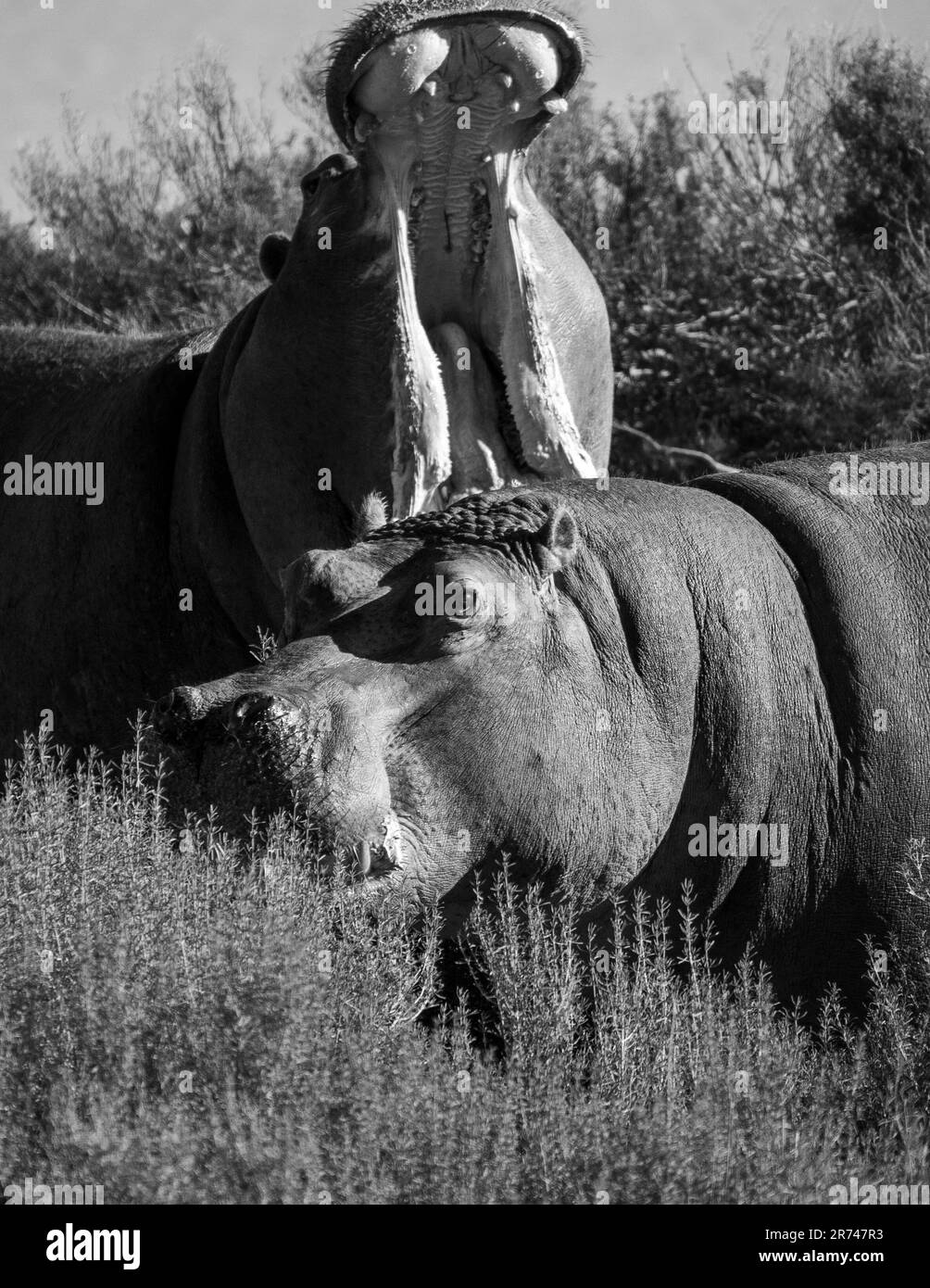 A hippo's warning Stock Photo - Alamy