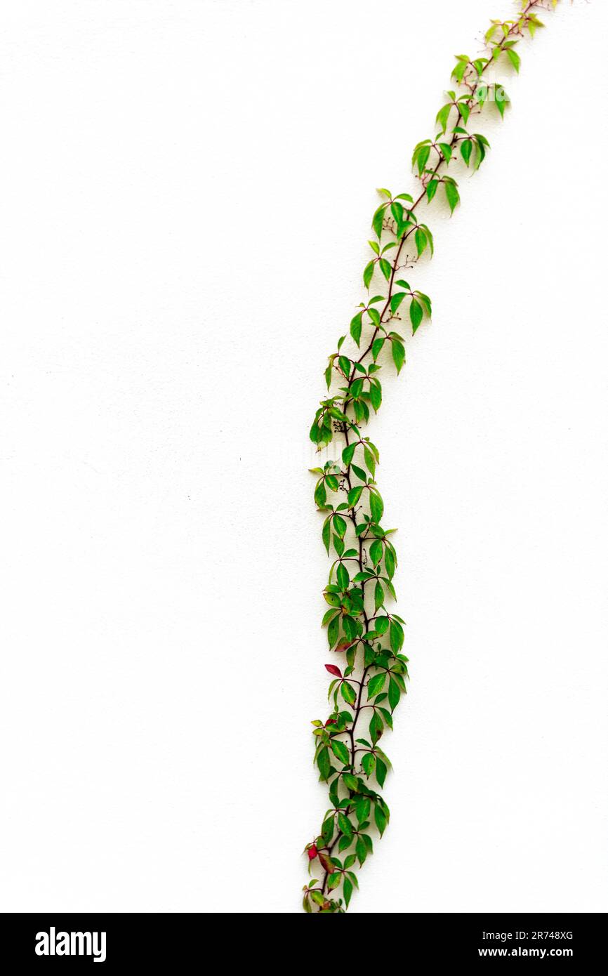 Plants and creepers on white wall hi-res stock photography and images ...