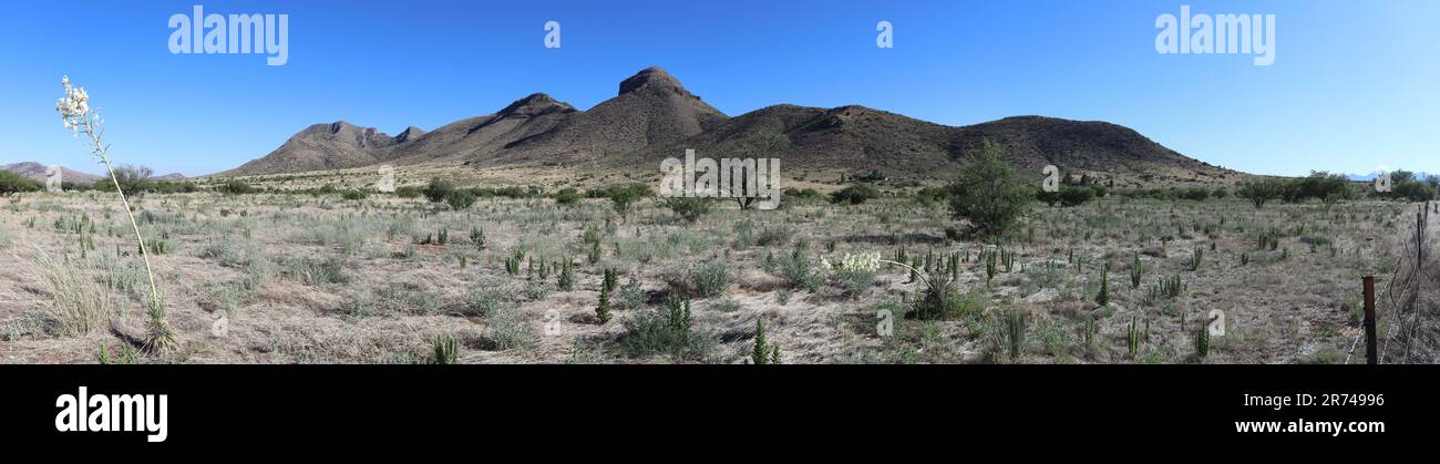 Mustangs of Rain Valley Stock Photo - Alamy