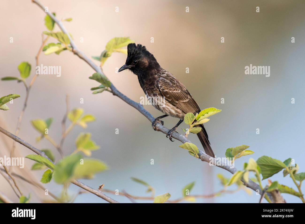 Red vented bulbul bird hi-res stock photography and images - Alamy