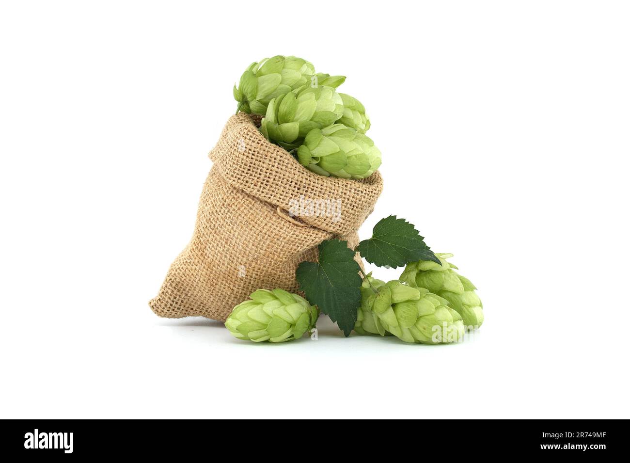 Beer or beverage still life with a fresh green hops cones spilling from ...