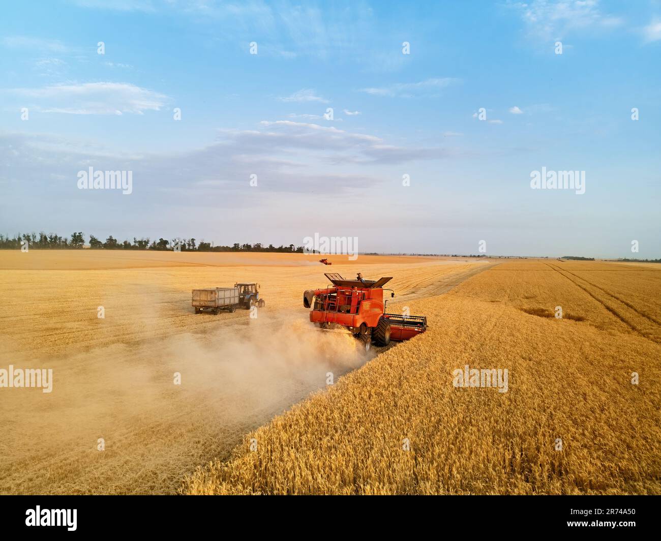 Aerial drone photo of red harvester working in wheat field on sunset ...