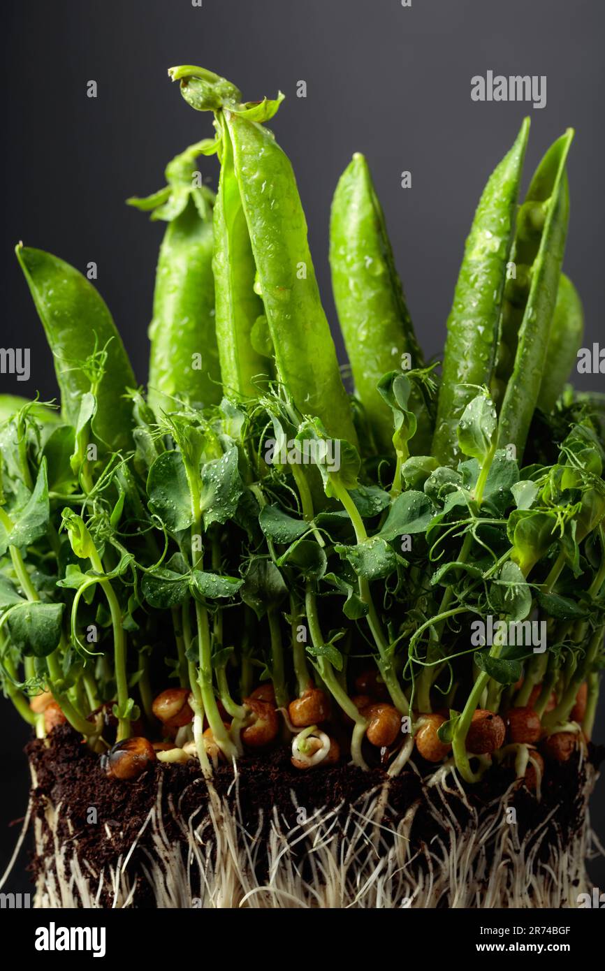 Fresh pea pods and microgreen sprouts on a black background. Concept of ...