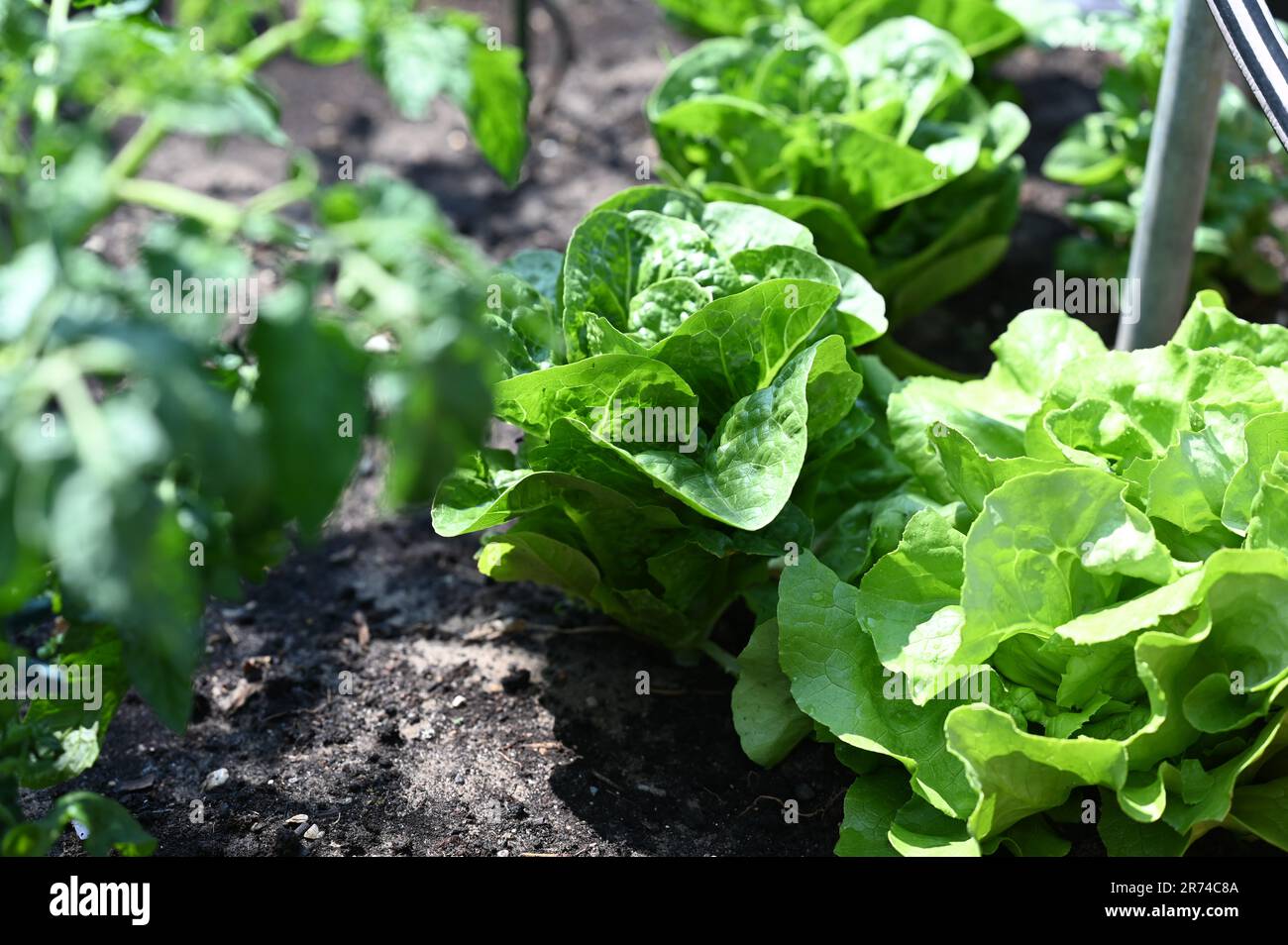 Berlin, Germany. 09th June, 2023. Lamb's lettuce growing in a vegetable ...
