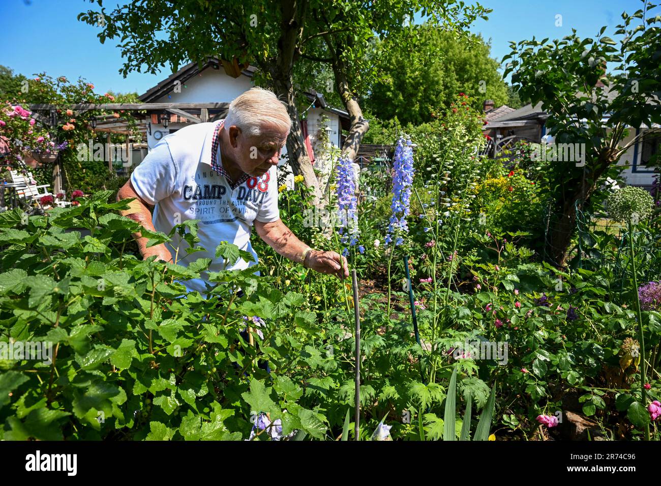 Berlin, Germany. 09th June, 2023. Allotment gardener Klaus Brandt looks ...