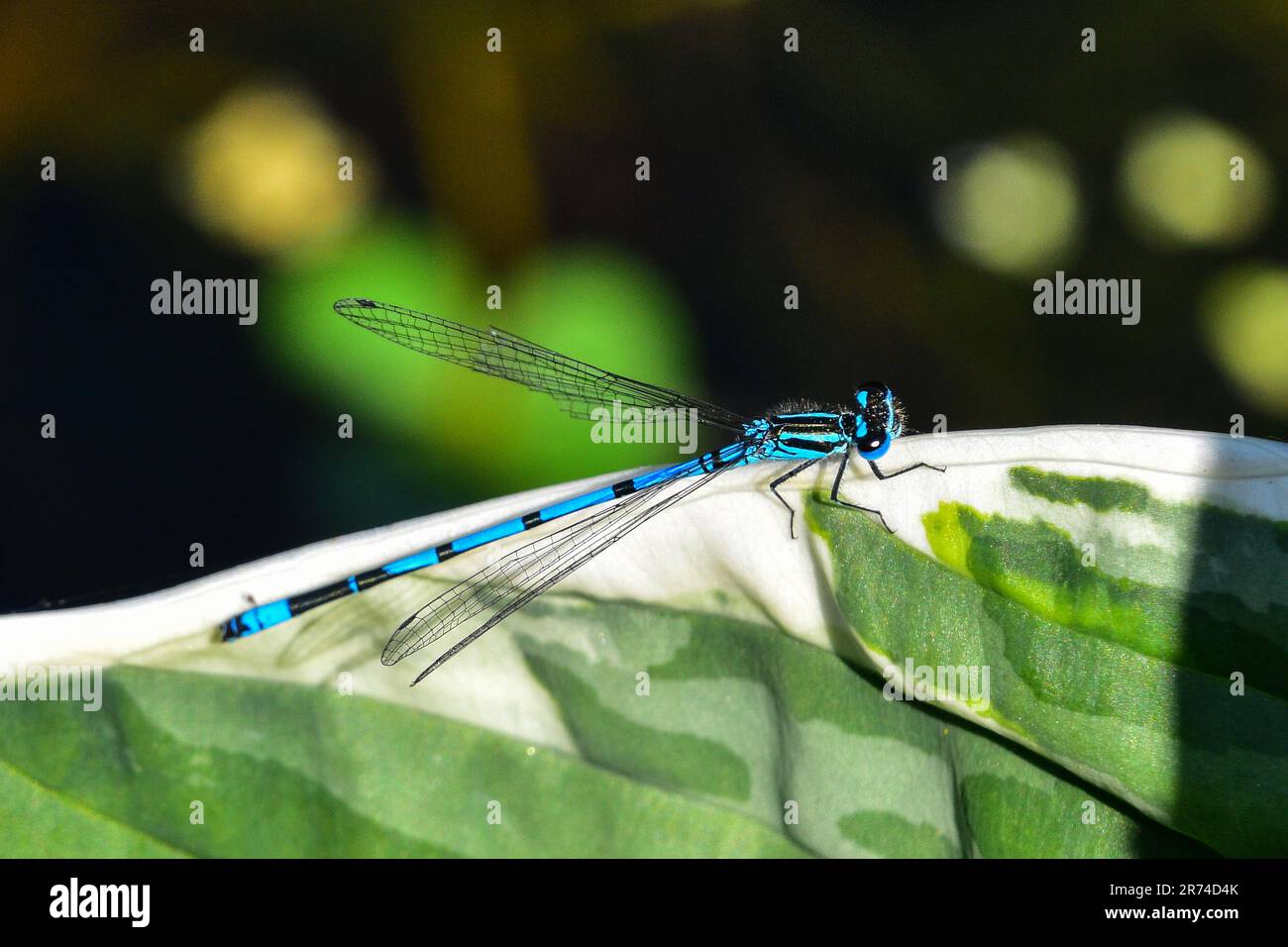 Common Blue Damselfly Stock Photo - Alamy