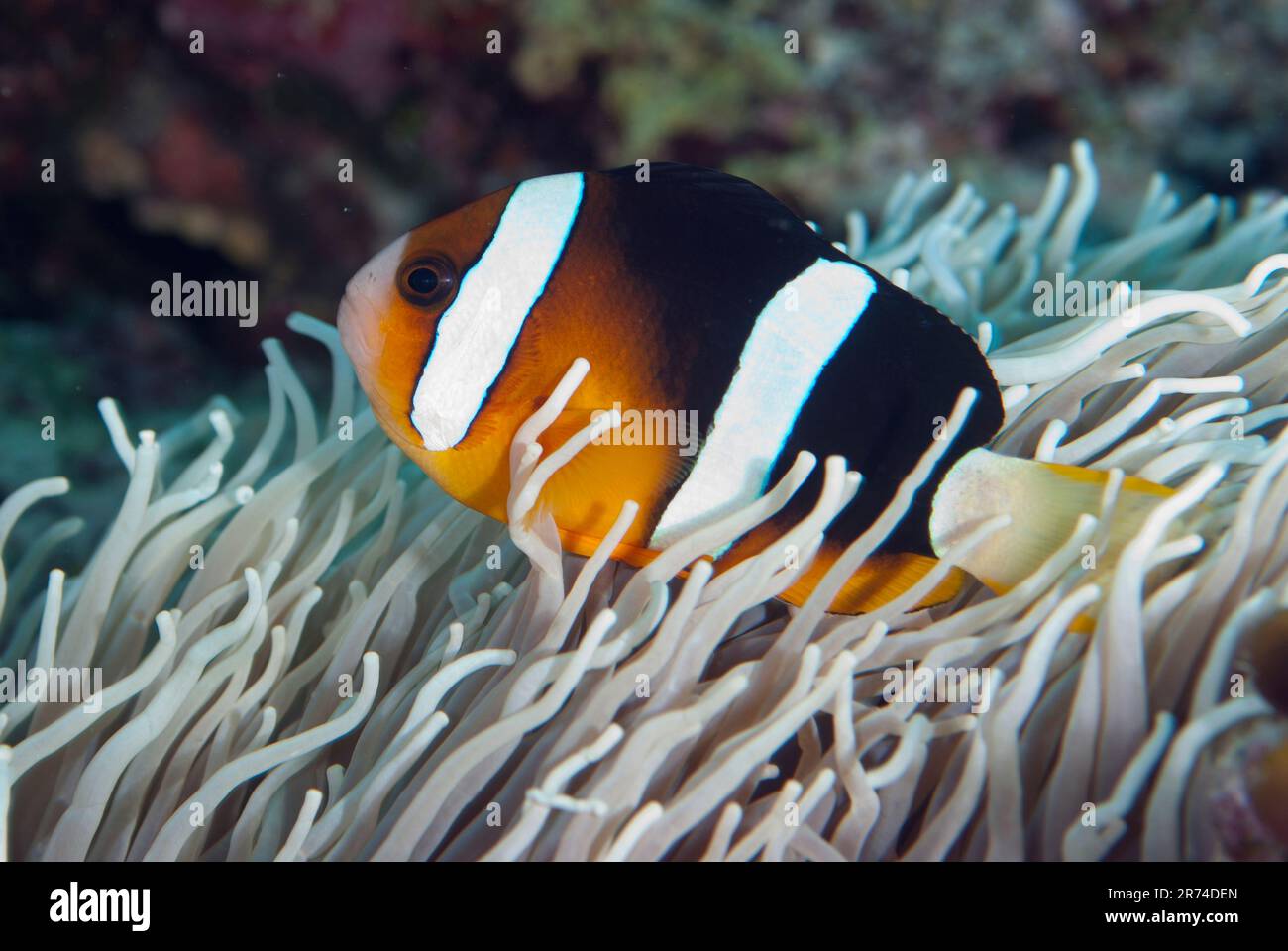 Striped long tentacle anemone hi-res stock photography and images - Alamy