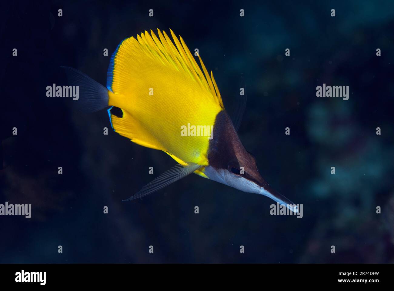 Forcepsfish, Forcipiger flavissimus, Rhun Island, near Banda Neira ...