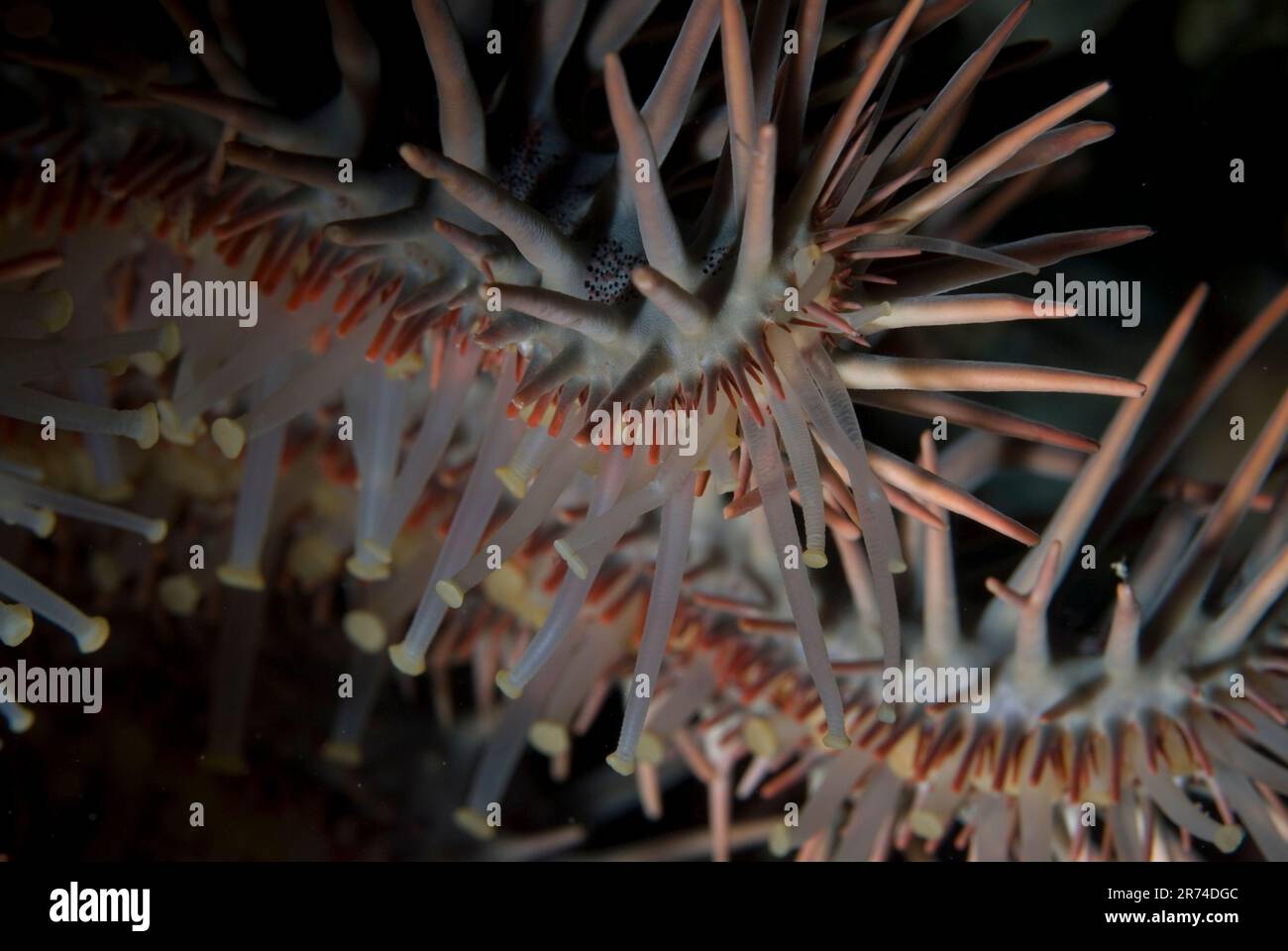 Tube feet of Underside of Crown-of-thorns Urchin, Acanthaster planci ...