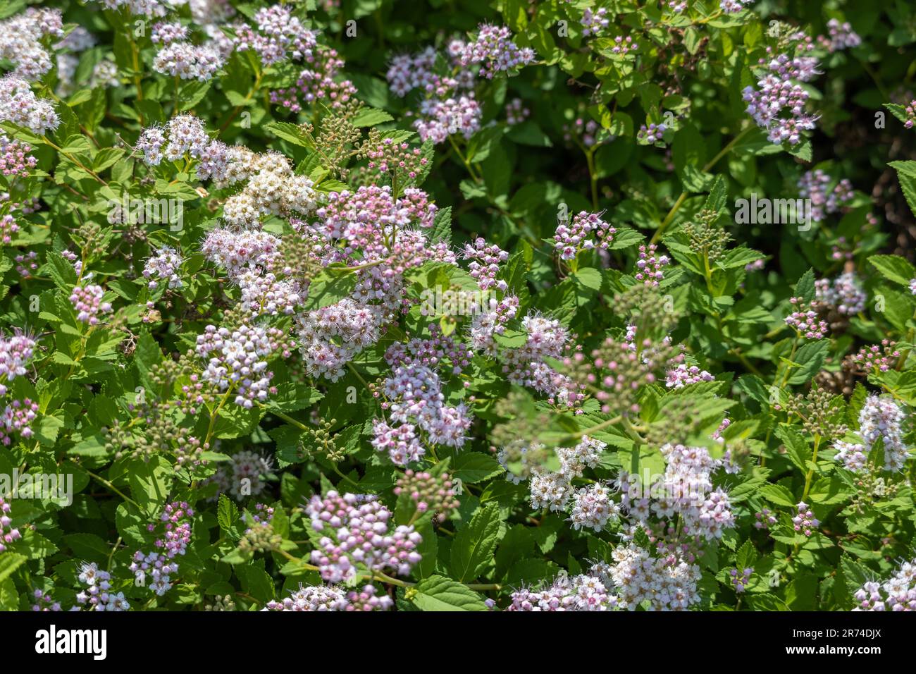 Closeup abstract texture background of pink cluster flowers and buds on ...