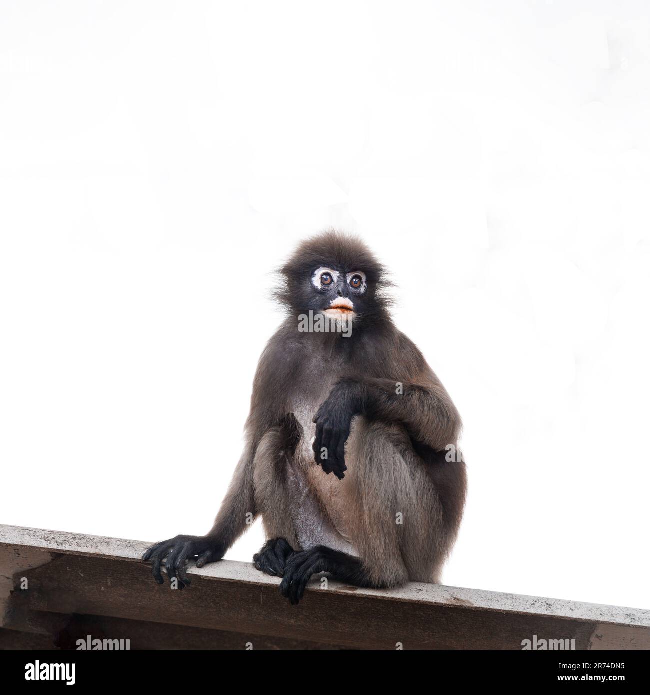 Spectacled lemur monkey sitting on the roof. Isolated on white ...