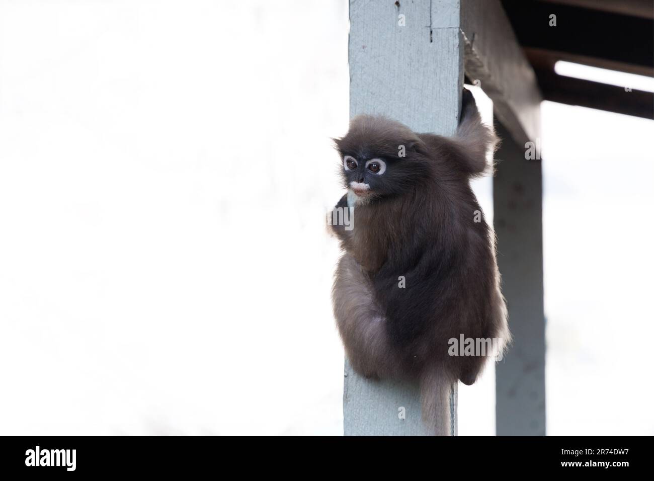 A spectacled lemur monkey climbs a pole. isolated on a white background ...