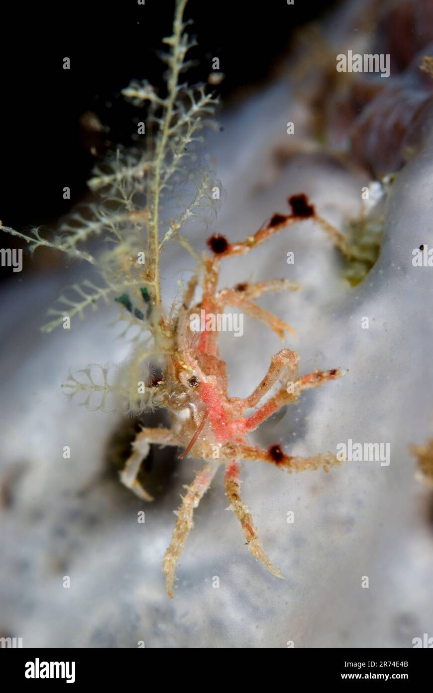 Spider Crab, Naxoides taurus, with attached protective Hydroid ...