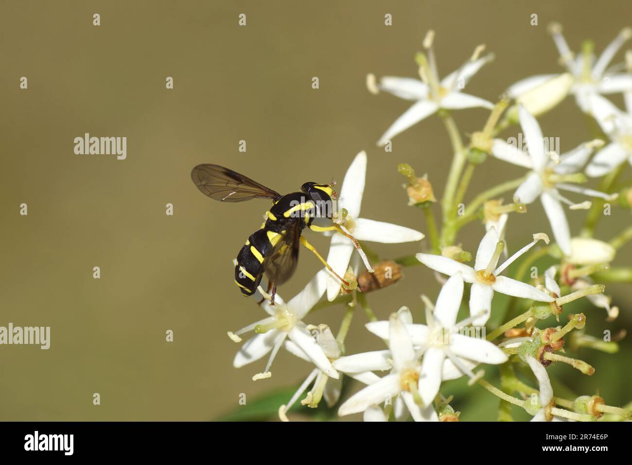 Hoverfly, Xanthogramma pedissequum, family Syrphid Flies (Syrphidae) on ...