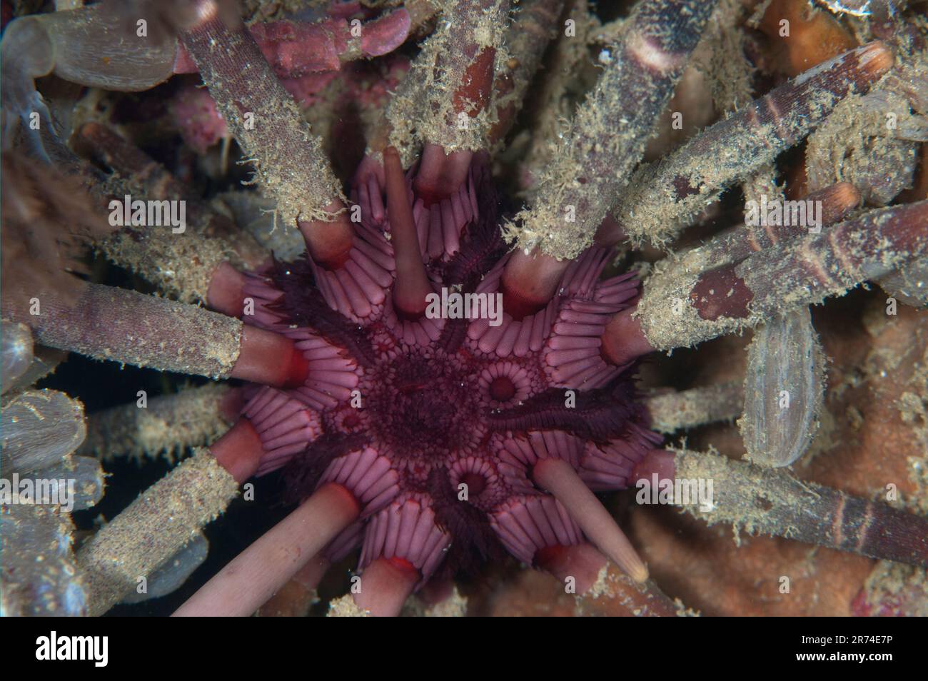 Imperial sea urchin hi-res stock photography and images - Alamy