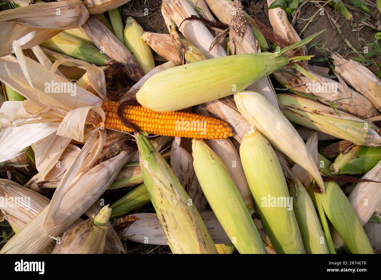 Agriculture texture hi-res stock photography and images - Alamy