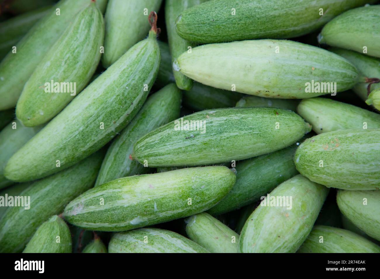 raw green pointed gourd texture background Stock Photo - Alamy