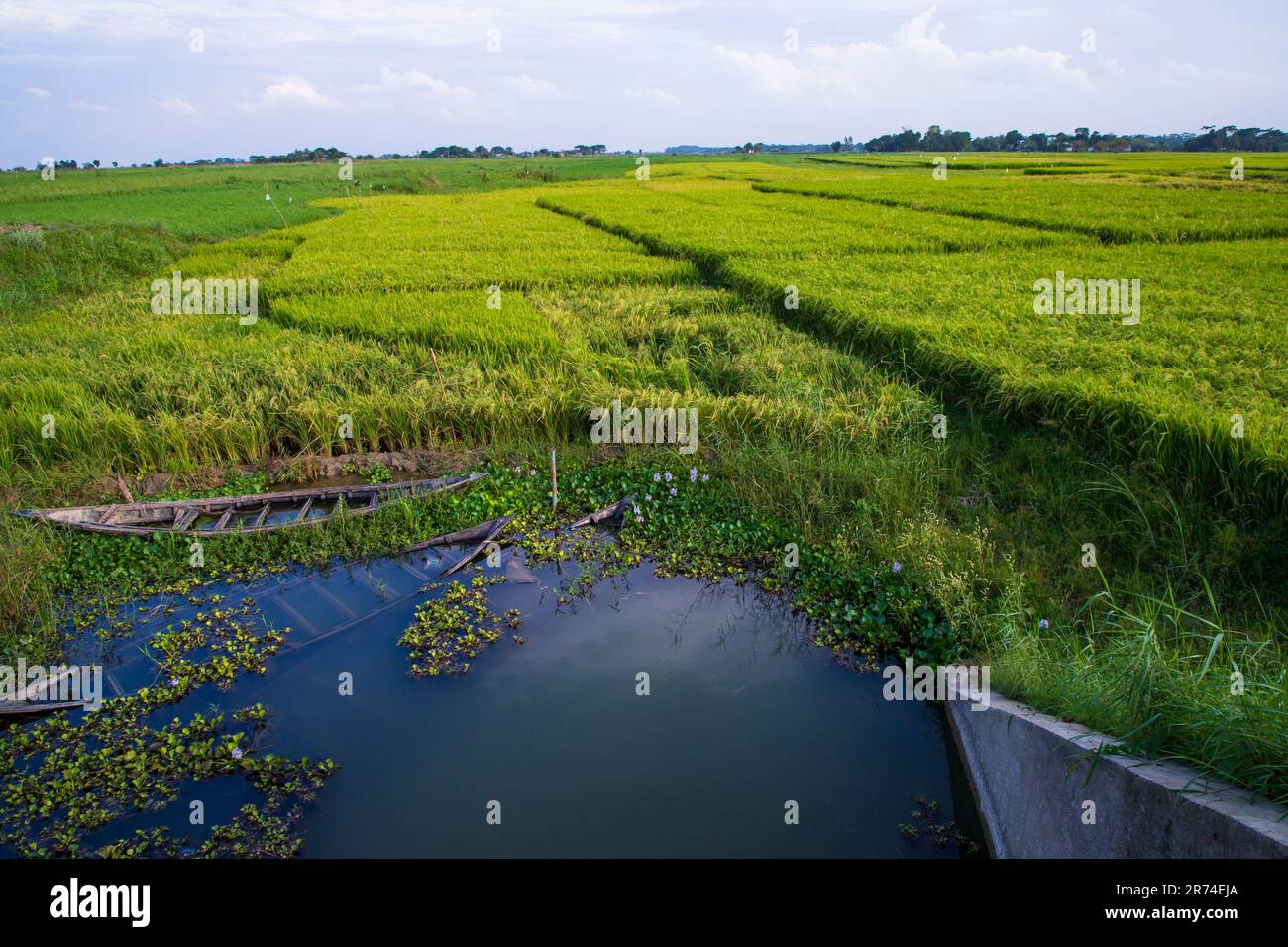 Pond blue water and wooden boat with a Paddy rice field landscape view ...