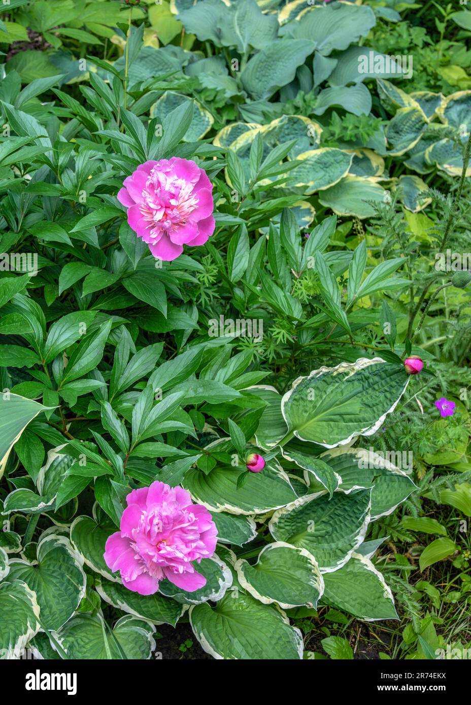 Pink Princess Margaret peony flower on green leaves background on a ...