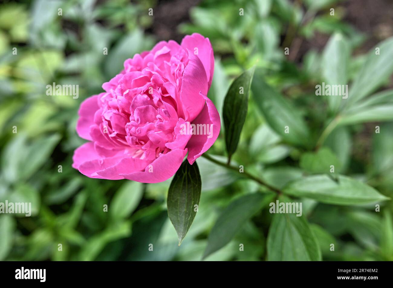 Pink Princess Margaret peony flower on green leaves background on a ...
