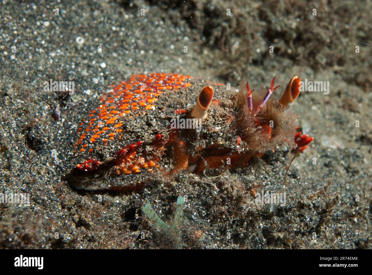 Spanner crab hi-res stock photography and images - Alamy