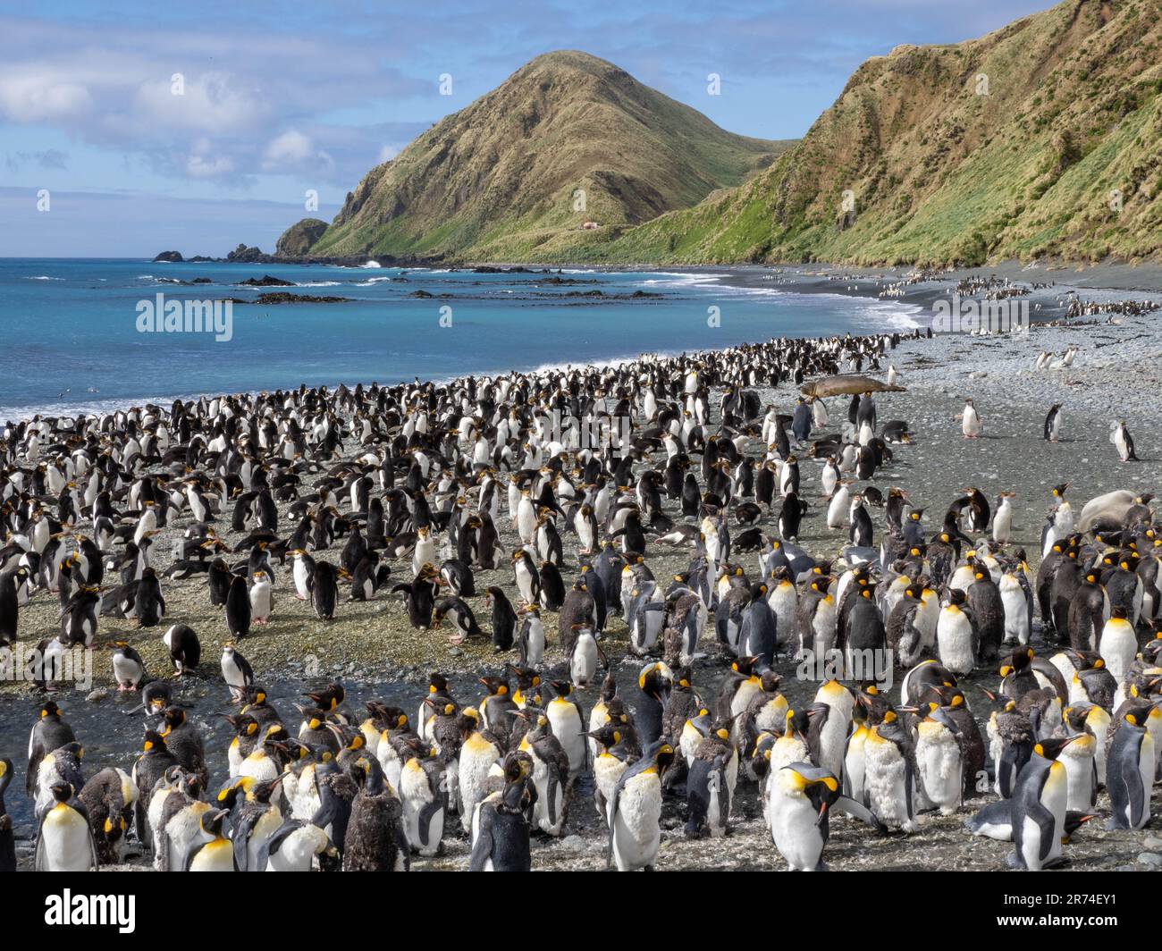 Royal penguins macquarie island hi-res stock photography and images - Alamy
