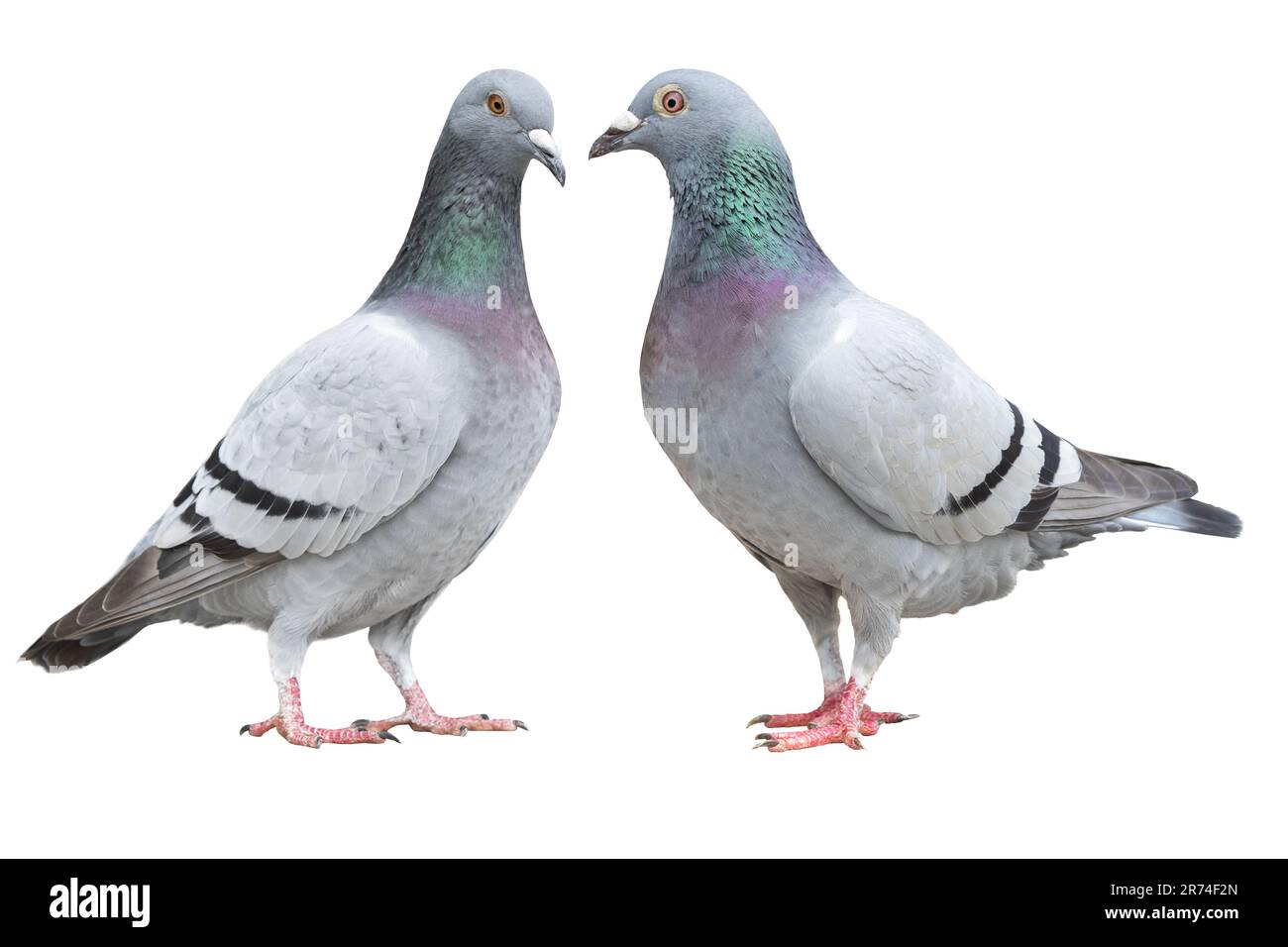 Blue bar pigeon Cut Out Stock Images & Pictures - Alamy