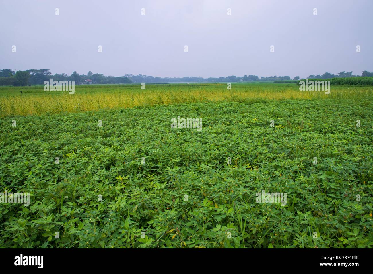 Natural Green Landscape view field with blue sky Stock Photo - Alamy