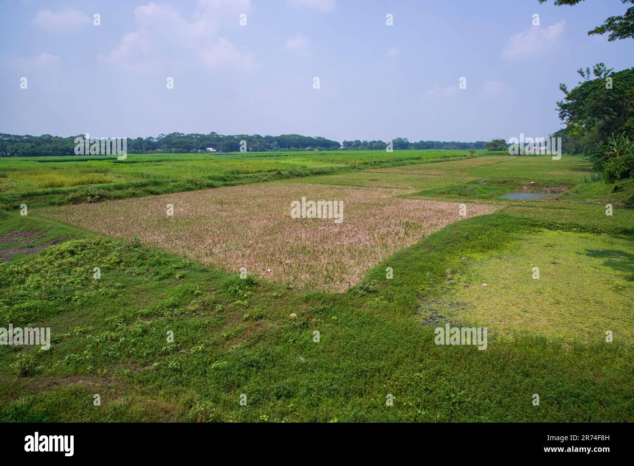 Natural Green Landscape view field with blue sky Stock Photo - Alamy