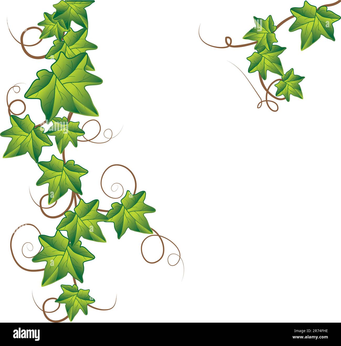 Green ivy. Vector Illustration Green ivy. Vector Illustration Stock Vector Image & Art - Alamy