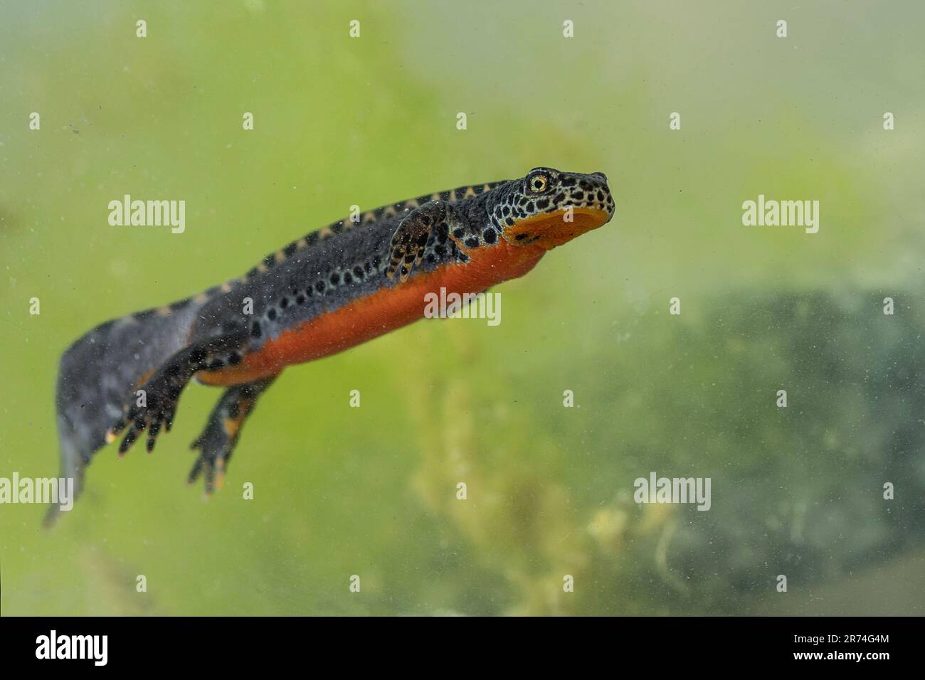 Underwater, fine art portrait of the alpine newt (Ichthyosaura ...