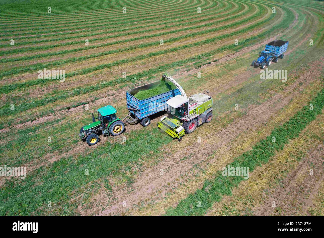 Workers harvest the alfalfa grown by an agricultural company in Minle ...